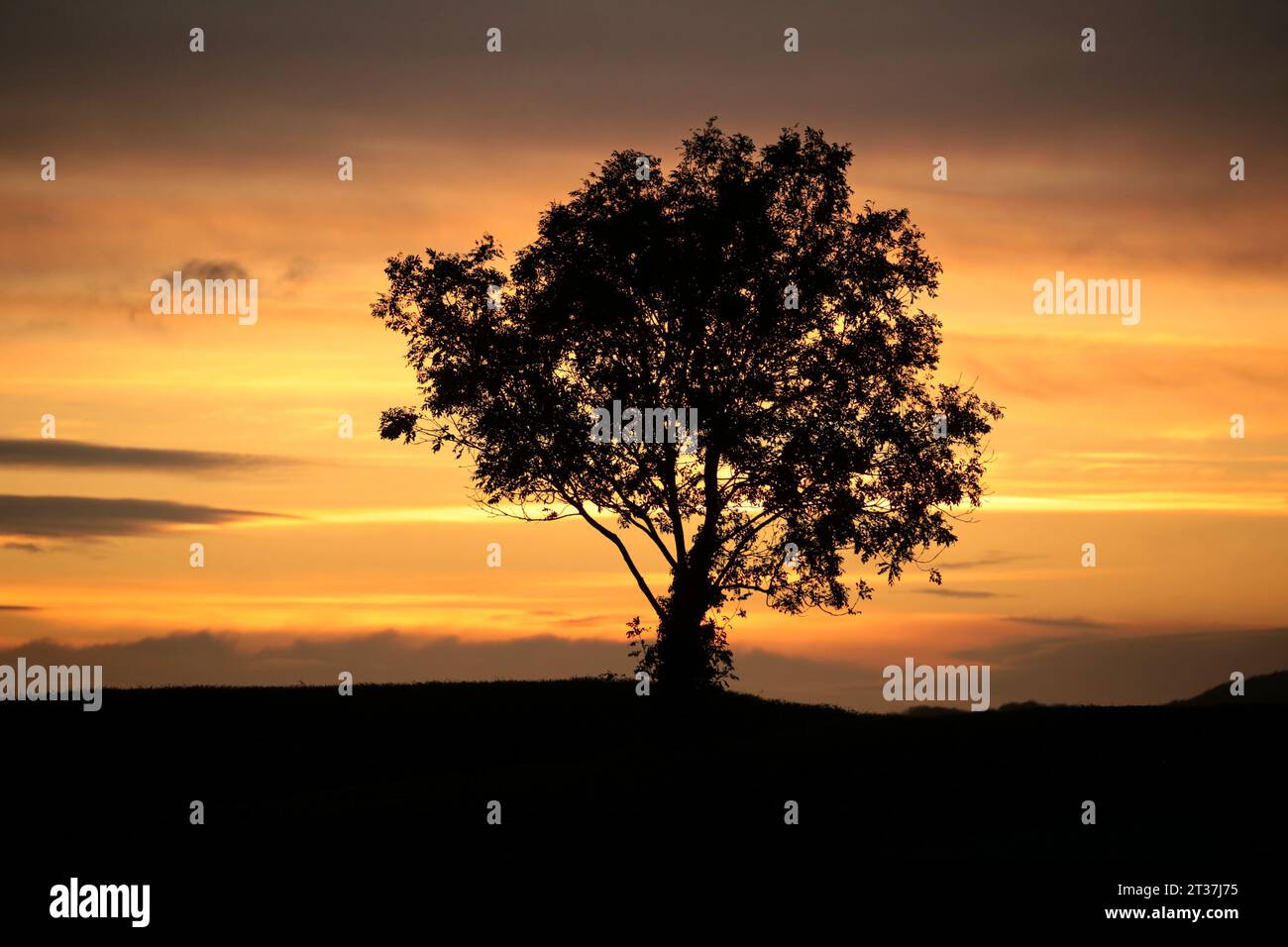 tree silhouette sunrise Stock Photo - Alamy