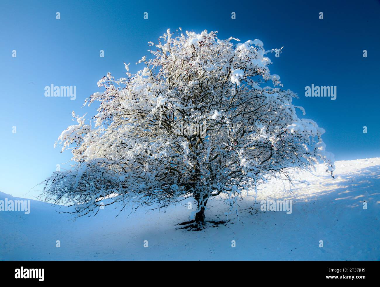 Froseted tree hi-res stock photography and images - Alamy