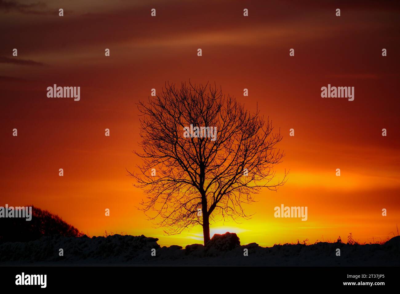 tree silhouette sunrise Stock Photo - Alamy