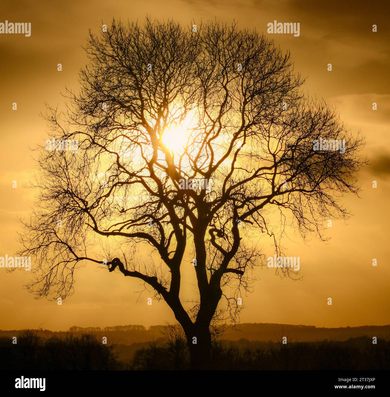 tree silhouette sunrise Stock Photo - Alamy