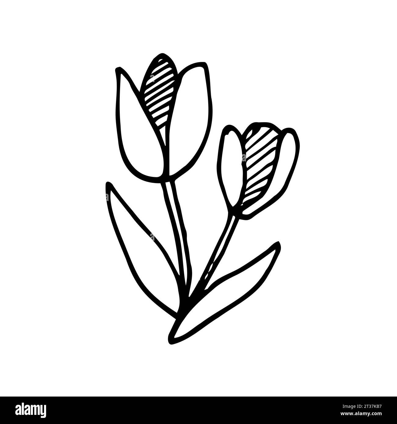 doodle sketch hand drawn cartoon tulip black outline on a white ...