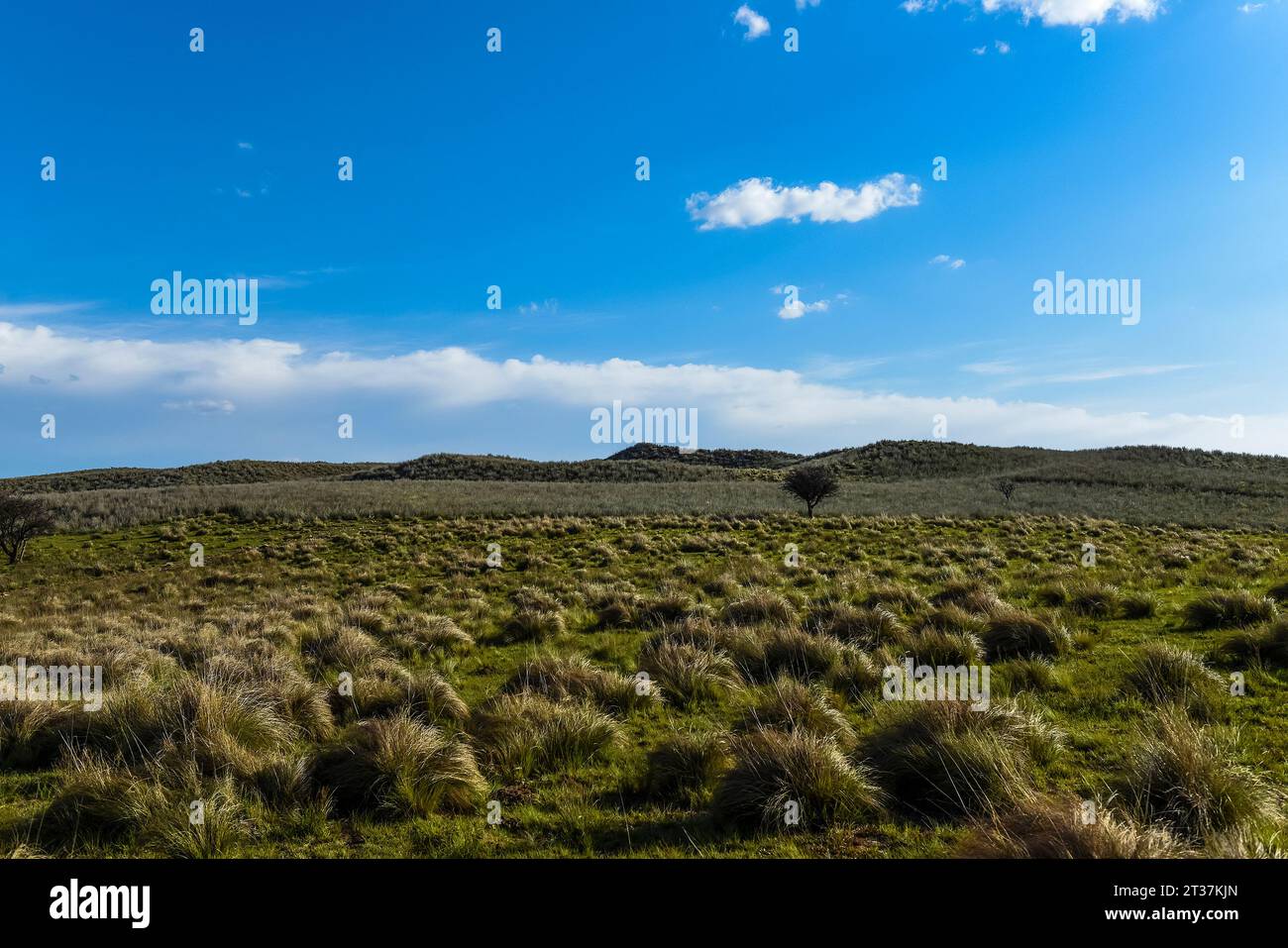 Pampas grass landscape, La Pampa province, Patagonia, Argentina Stock ...