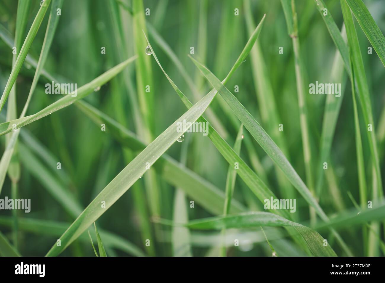 A cluster of vibrant green blades of grass, freshly dewed with ...