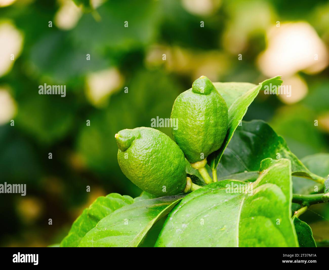 Two luscious lemon fruits in a vibrant lemon-green color, ready for ...
