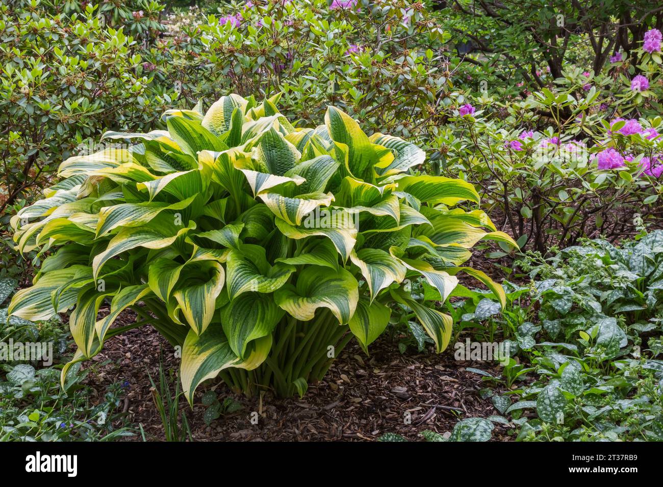 Hosta and Pulmonaria - Lungwort in mulch border with pink flowering ...
