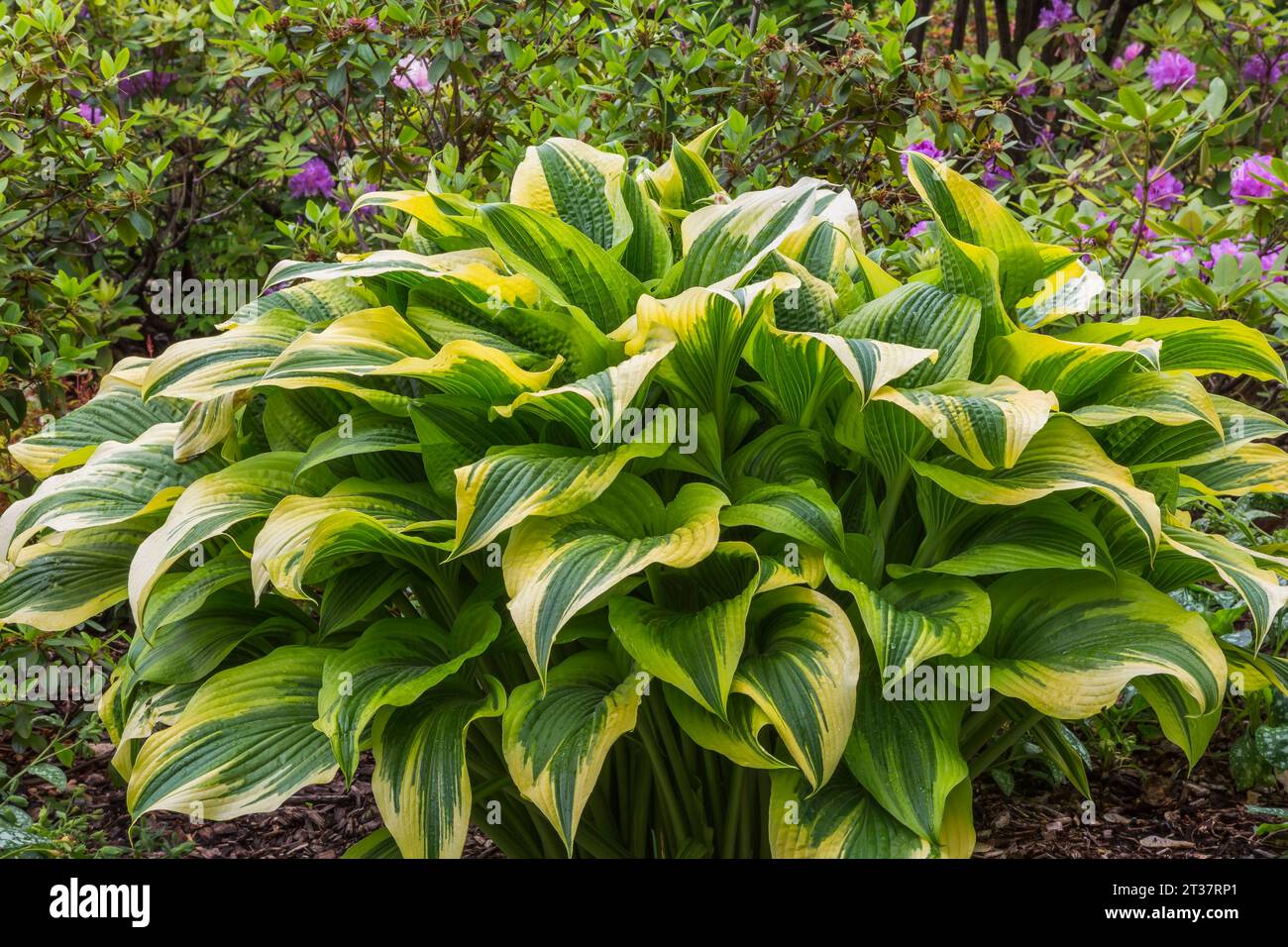 Rhododendron flowers hosta leaves hi-res stock photography and images ...