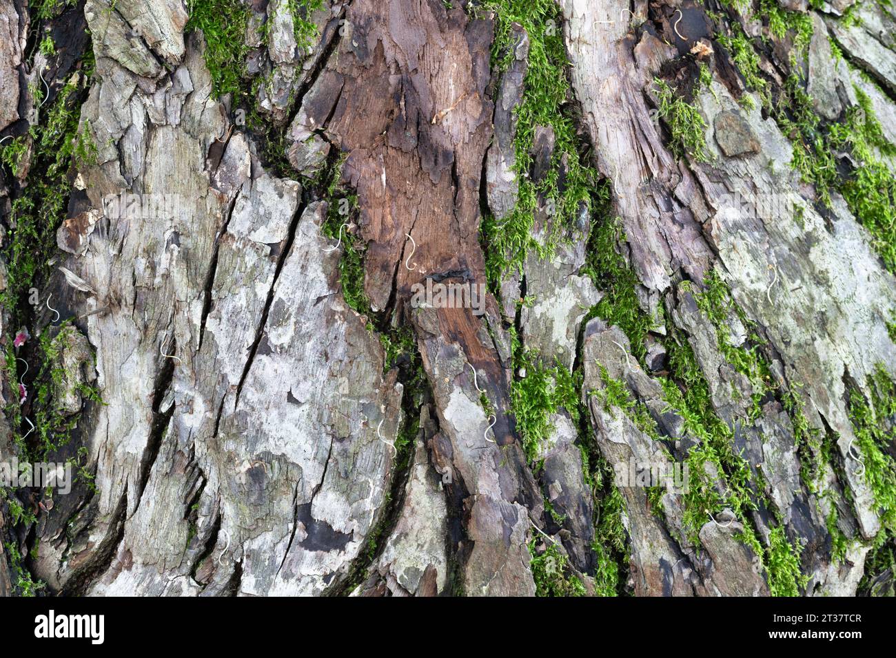 A close-up of a large tree with a sprawling trunk covered in vibrant ...