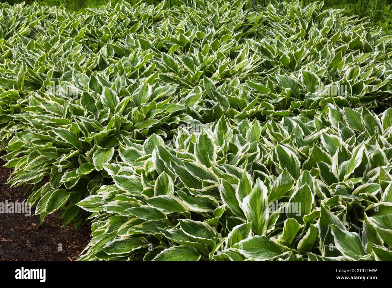 Lance and spring hi-res stock photography and images - Alamy