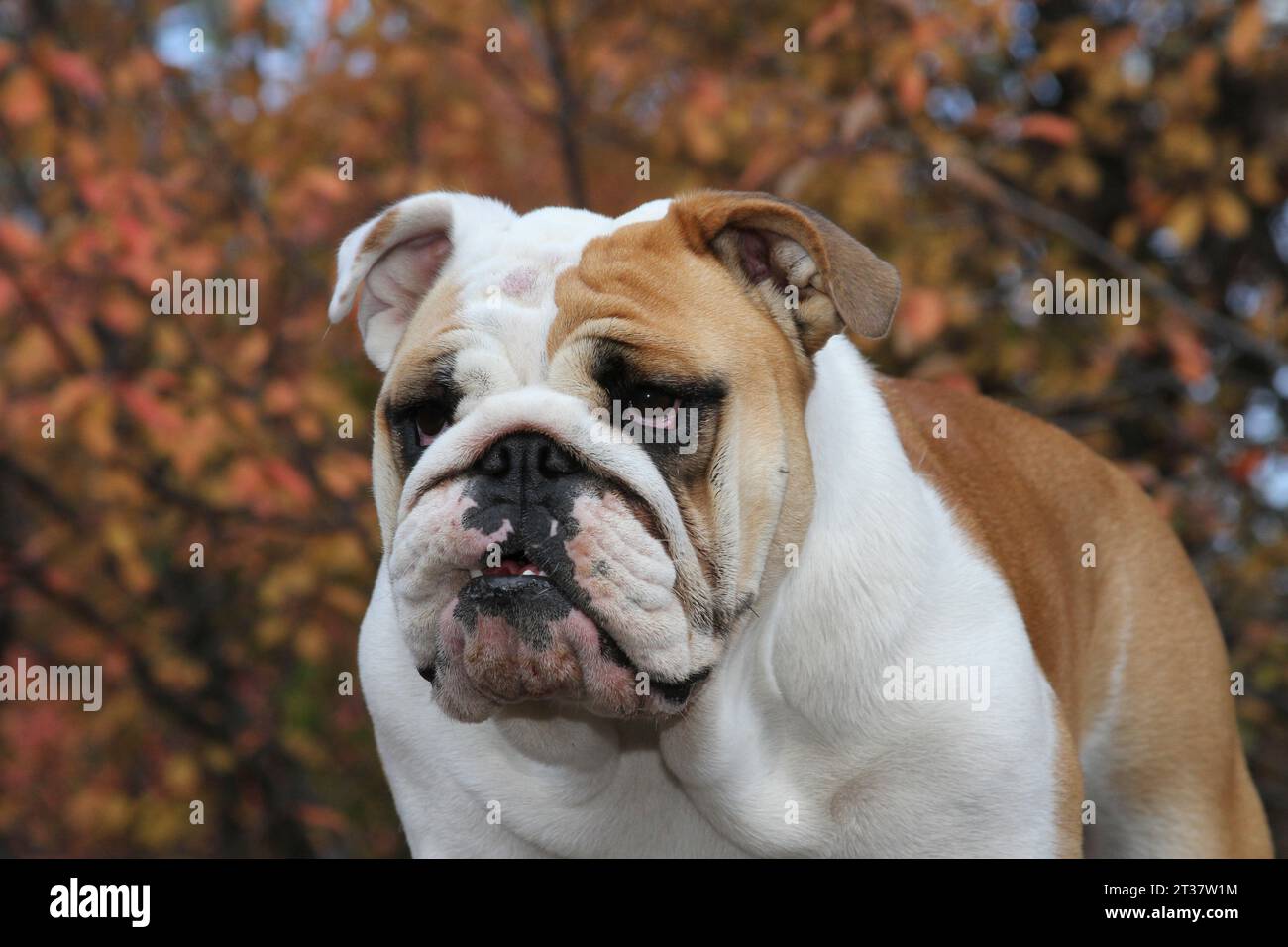 English Bulldog portrait against fall foliage Stock Photo - Alamy