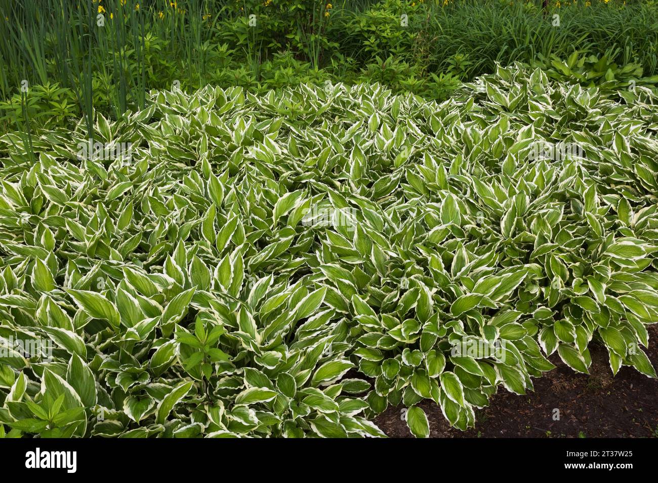 Lance and spring hi-res stock photography and images - Alamy