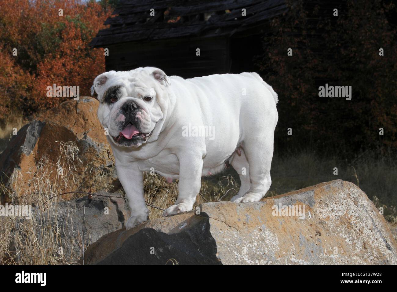 English Bulldog standing on a rock fall foliage in background Stock ...