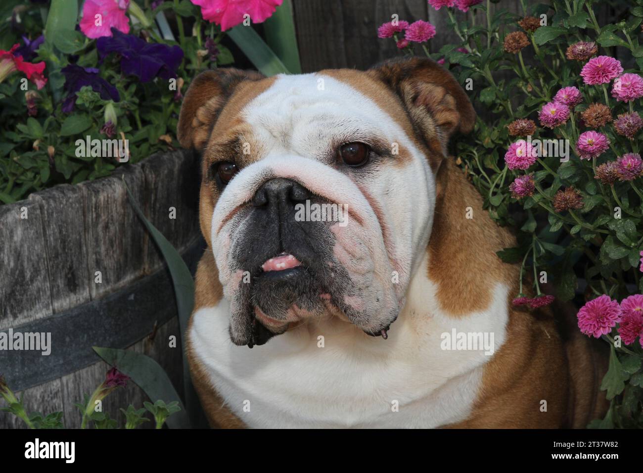 English Bulldog portrait in garden with flowers Stock Photo - Alamy