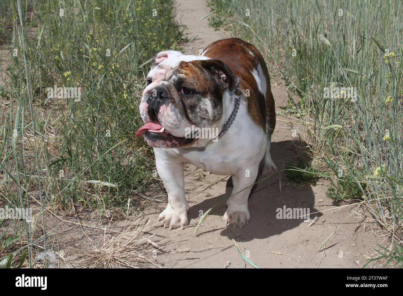English Bulldog standing on a path with greenery on the sides Stock ...
