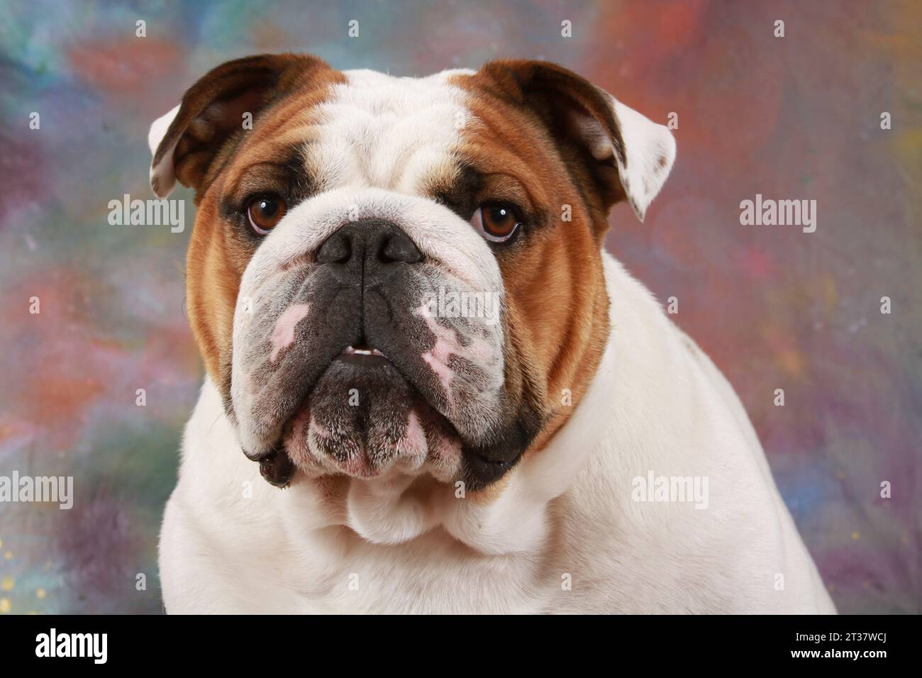 English Bulldog portrait against a painted backdrop Stock Photo - Alamy