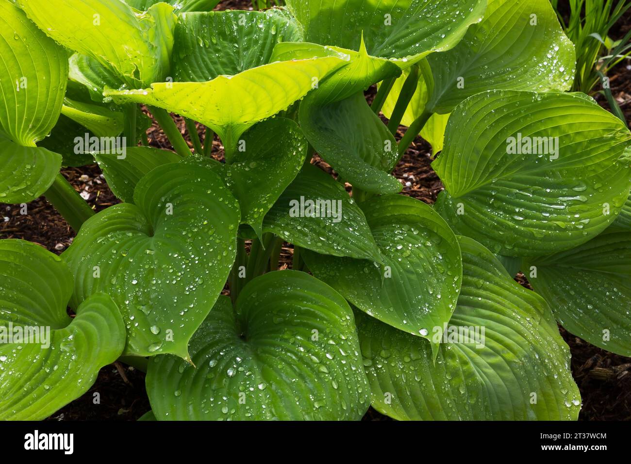 Hosta covered with raindrops in spring Stock Photo - Alamy