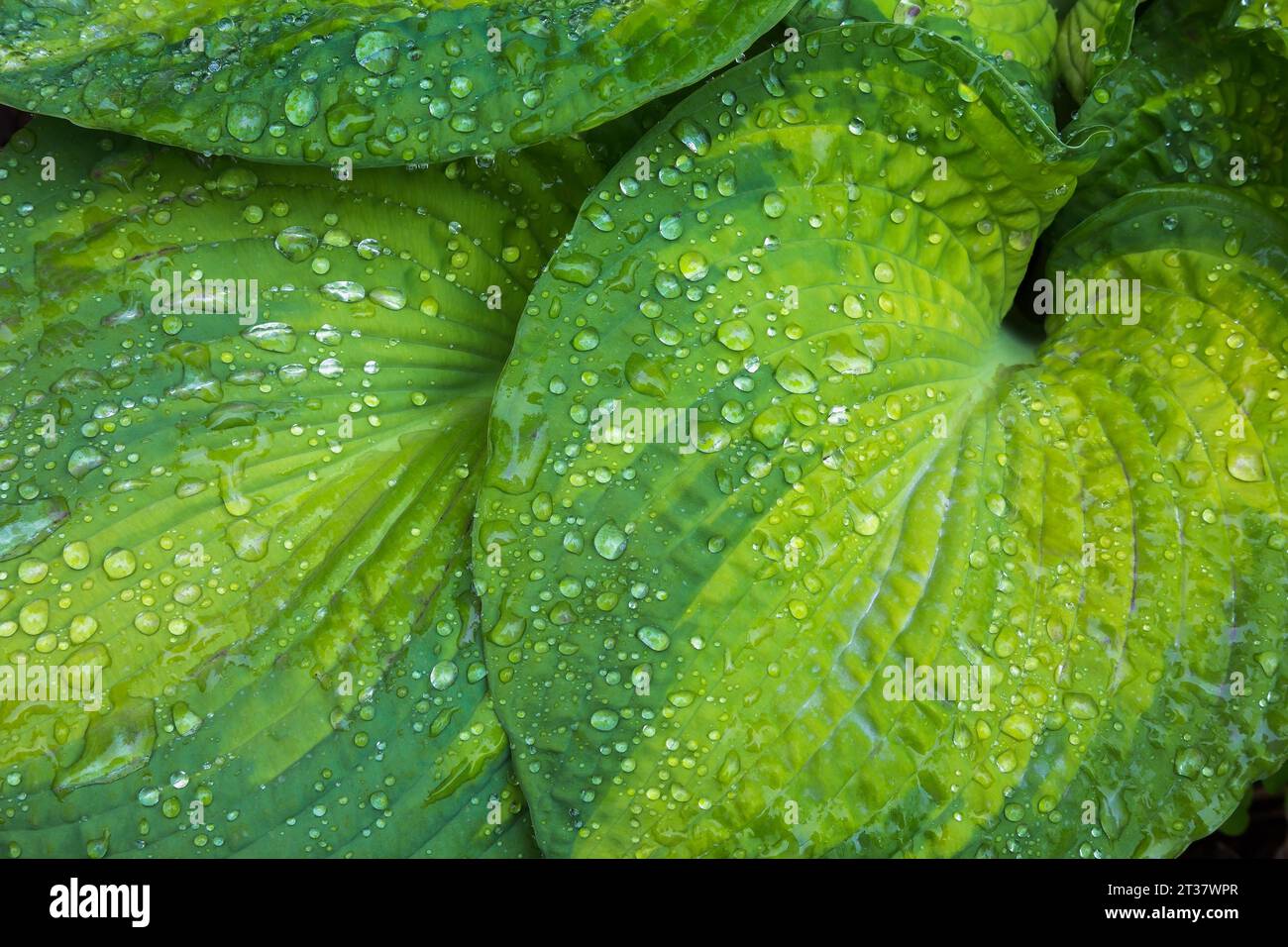 Hosta leaves with raindrops in spring Stock Photo - Alamy