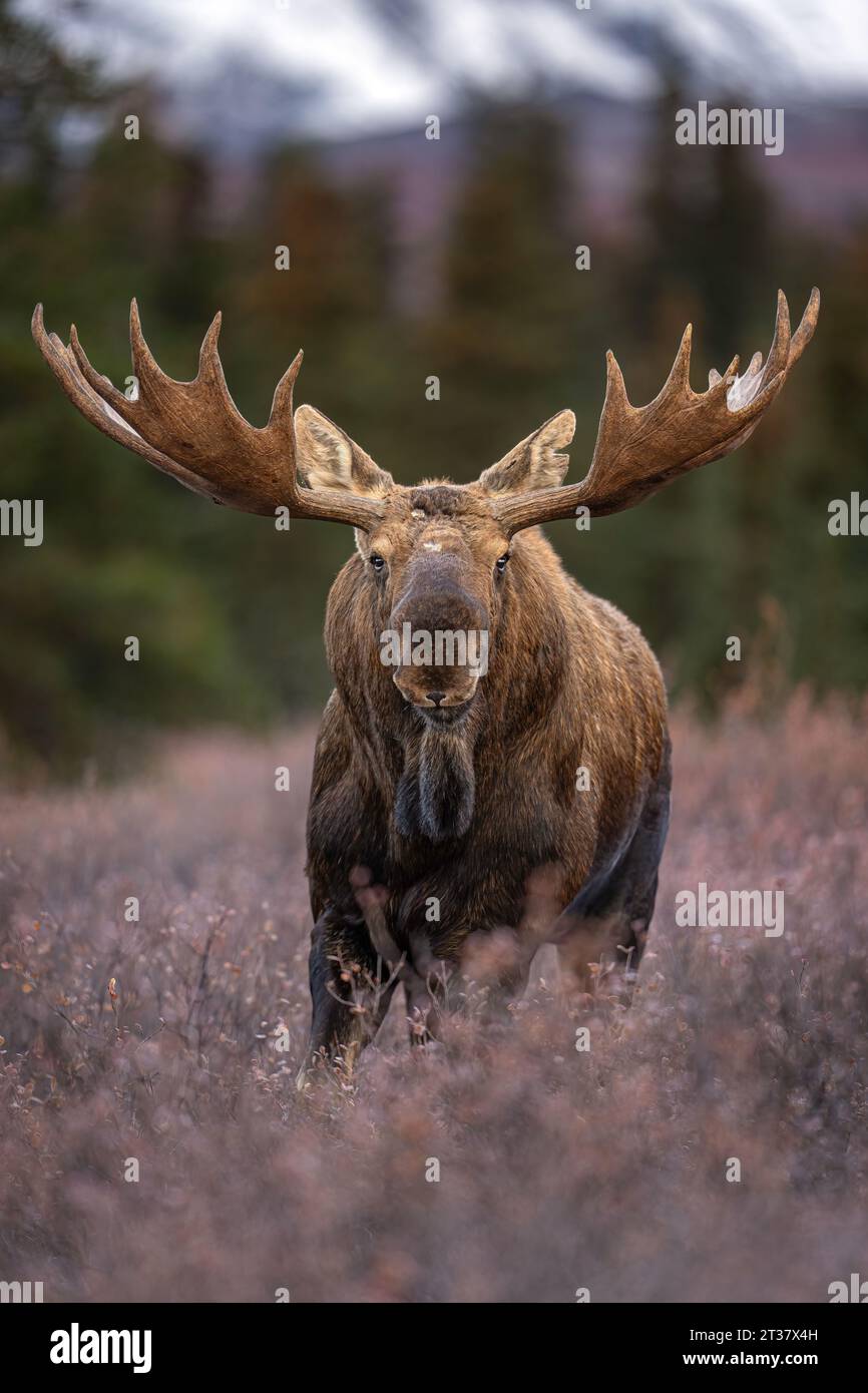 Alaska moose shed hi-res stock photography and images - Alamy
