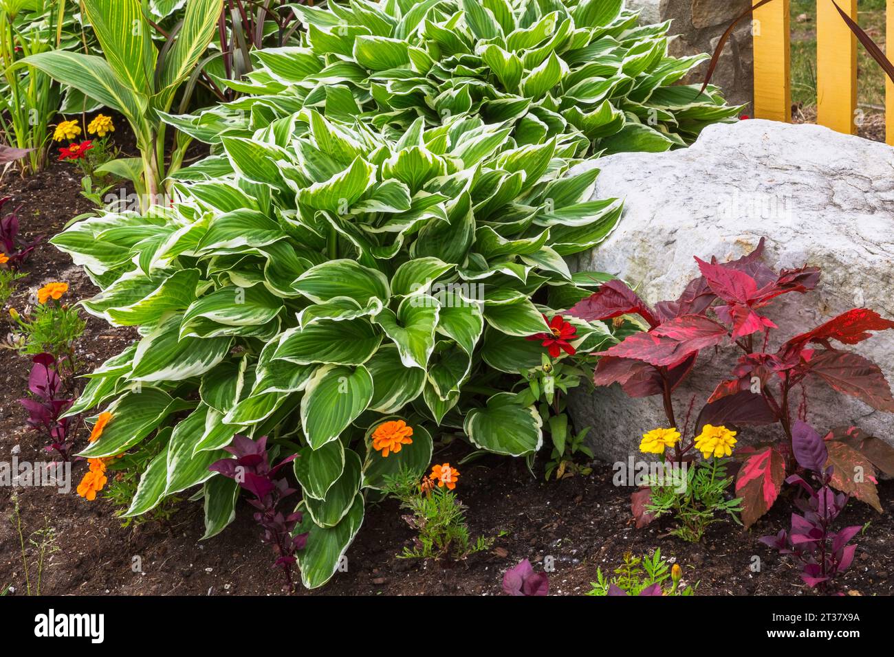 Indian coleus hi-res stock photography and images - Alamy