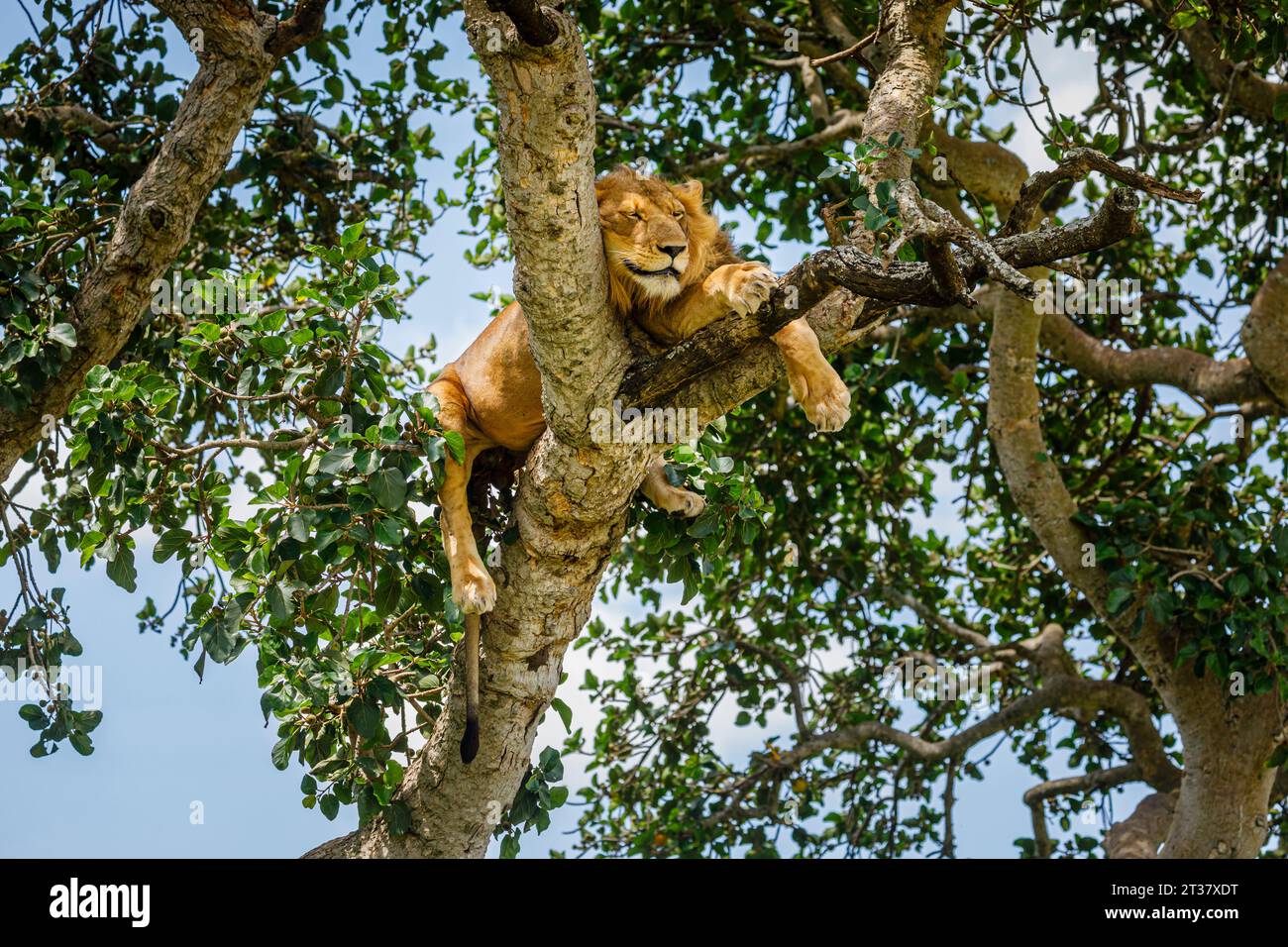 Tree climbing lion (Panthera leo) resting in a tree in the Ishasha ...