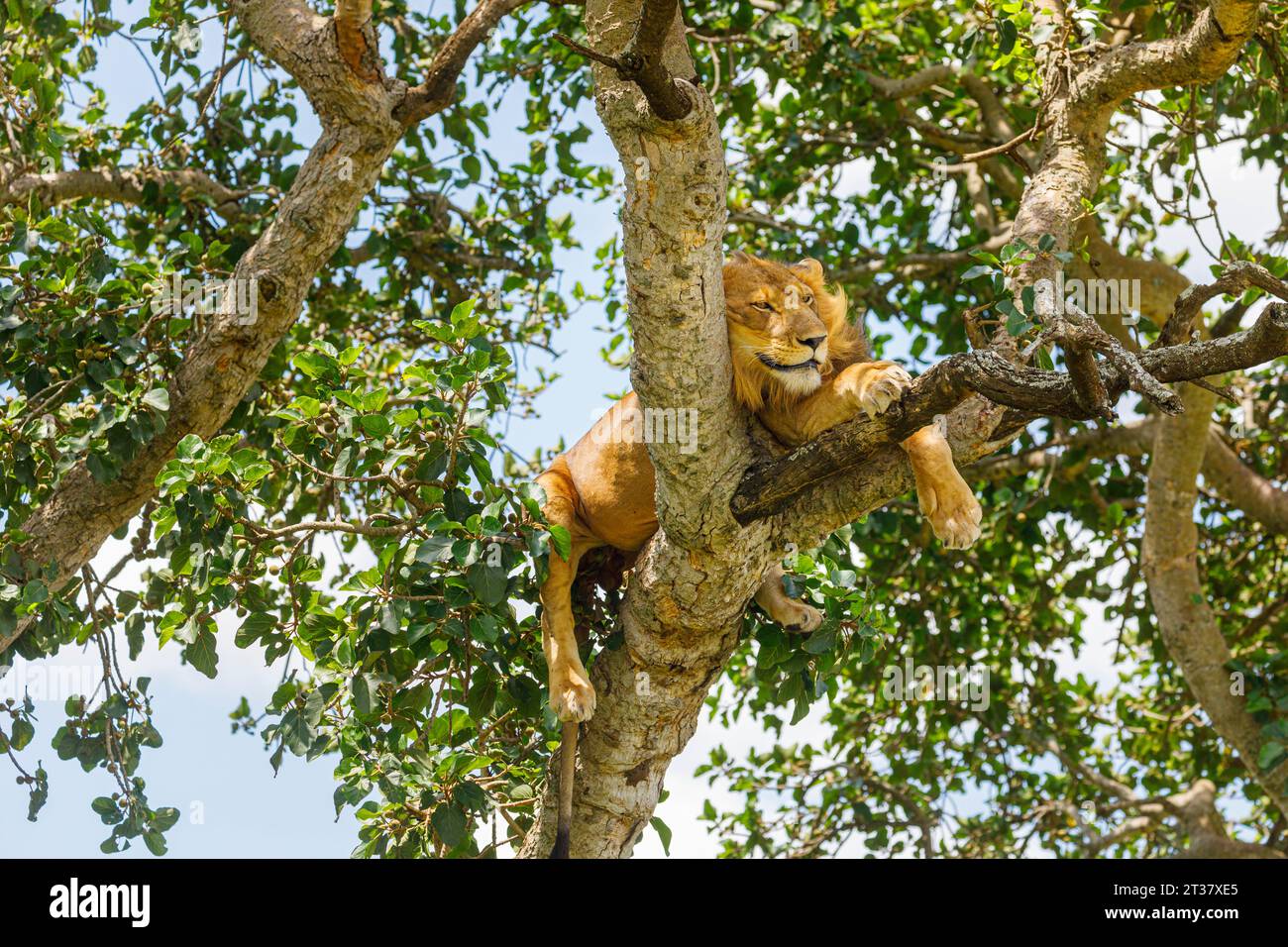Tree climbing lion (Panthera leo) resting in a tree in the Ishasha ...