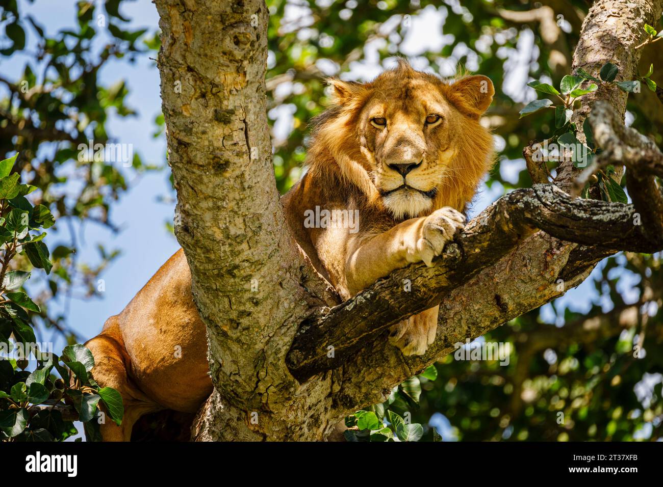 Tree climbing lion (Panthera leo) resting in a tree in the Ishasha ...