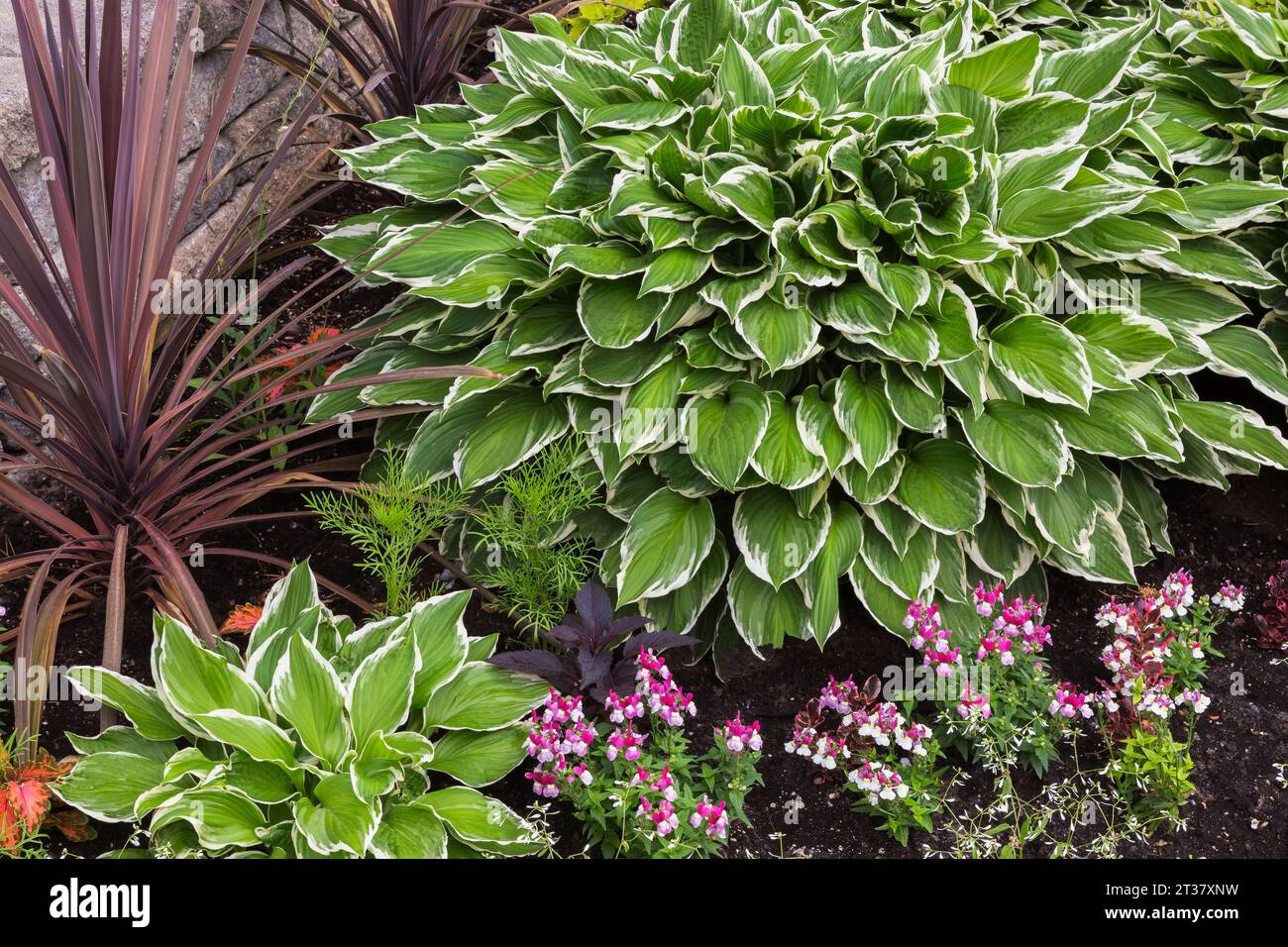 Hosta 'Shade Fanfare', Cordyline 'Coral' - Cabbage Palm, pink and red ...