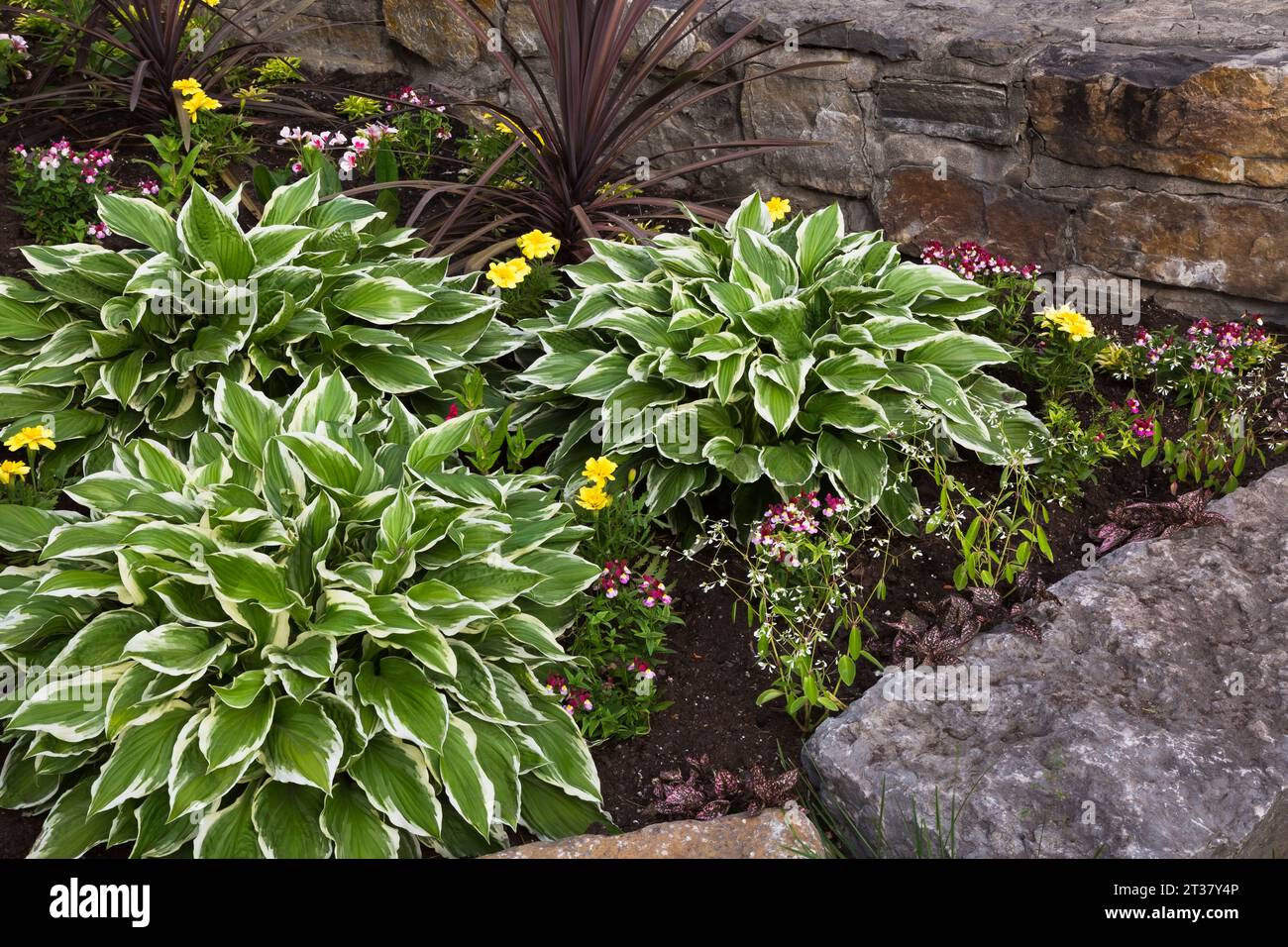 Hosta 'Shade Fanfare', yellow Tagetes - Marigold, Cordyline 'Coral ...