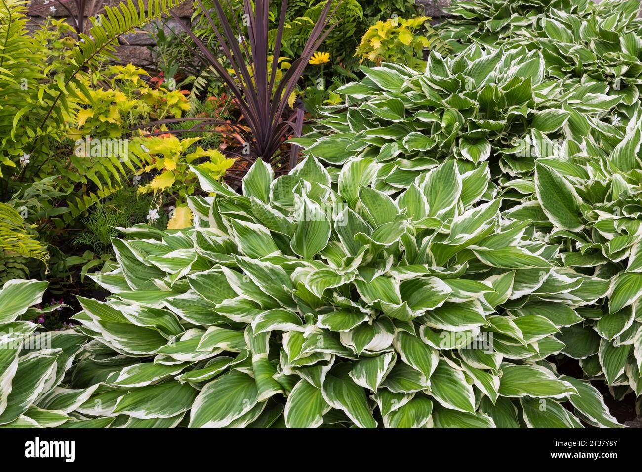 Hosta 'Shade Fanfare', Blechnum - Hard Fern, Cordyline 'Coral ...