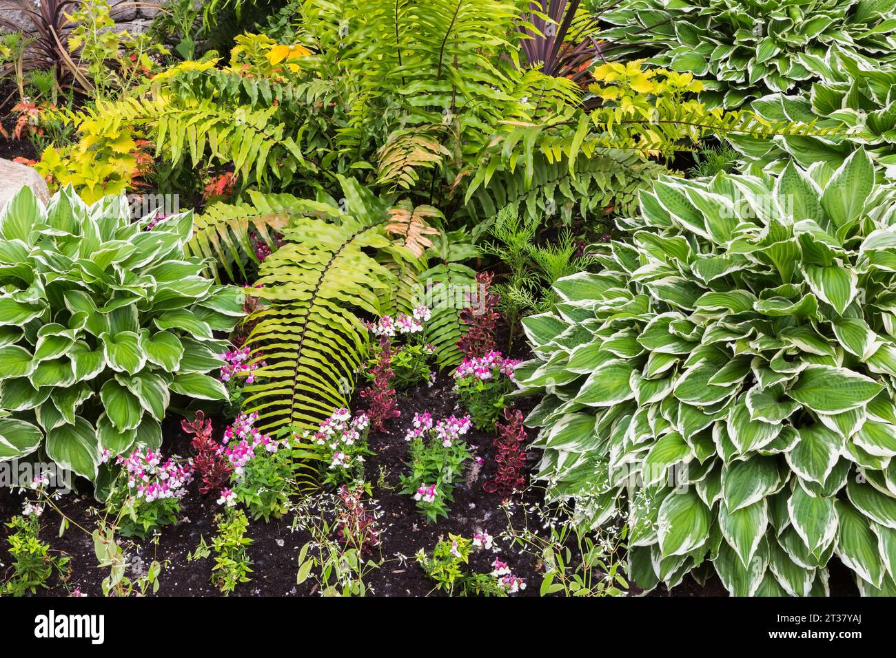 Hosta 'Shade Fanfare', Blechnum - Hard Fern, pink and red Antirrhinum ...