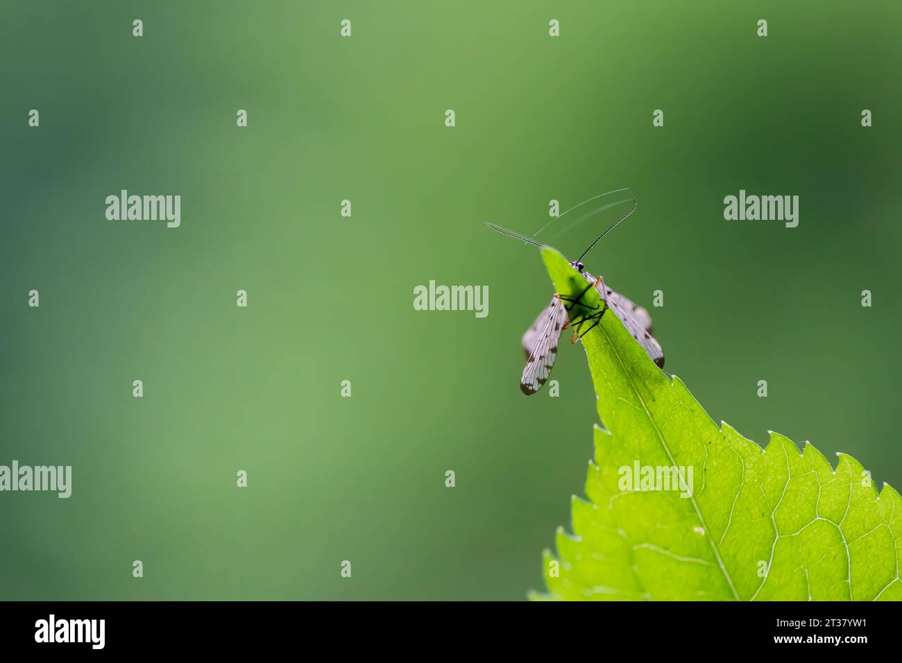 A close-up shot of a macro-insect with long antennae perched on the top ...