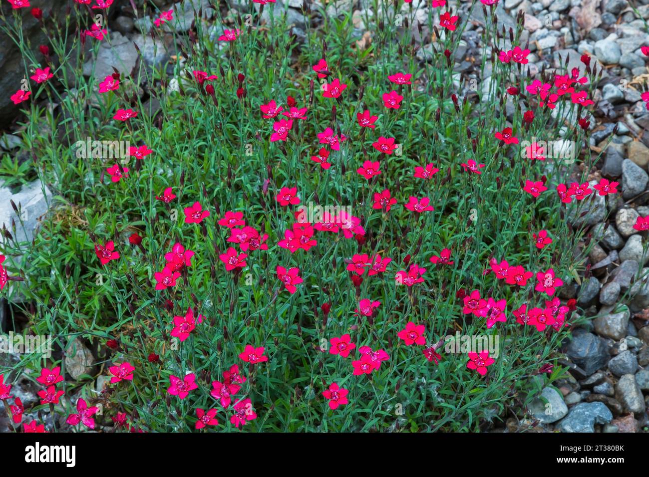Dianthus - Carnation in river stone border in spring Stock Photo - Alamy
