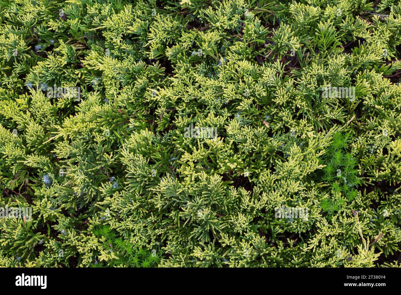 Sedum - Stonecrop plants and released windblown Taraxacum officinale ...