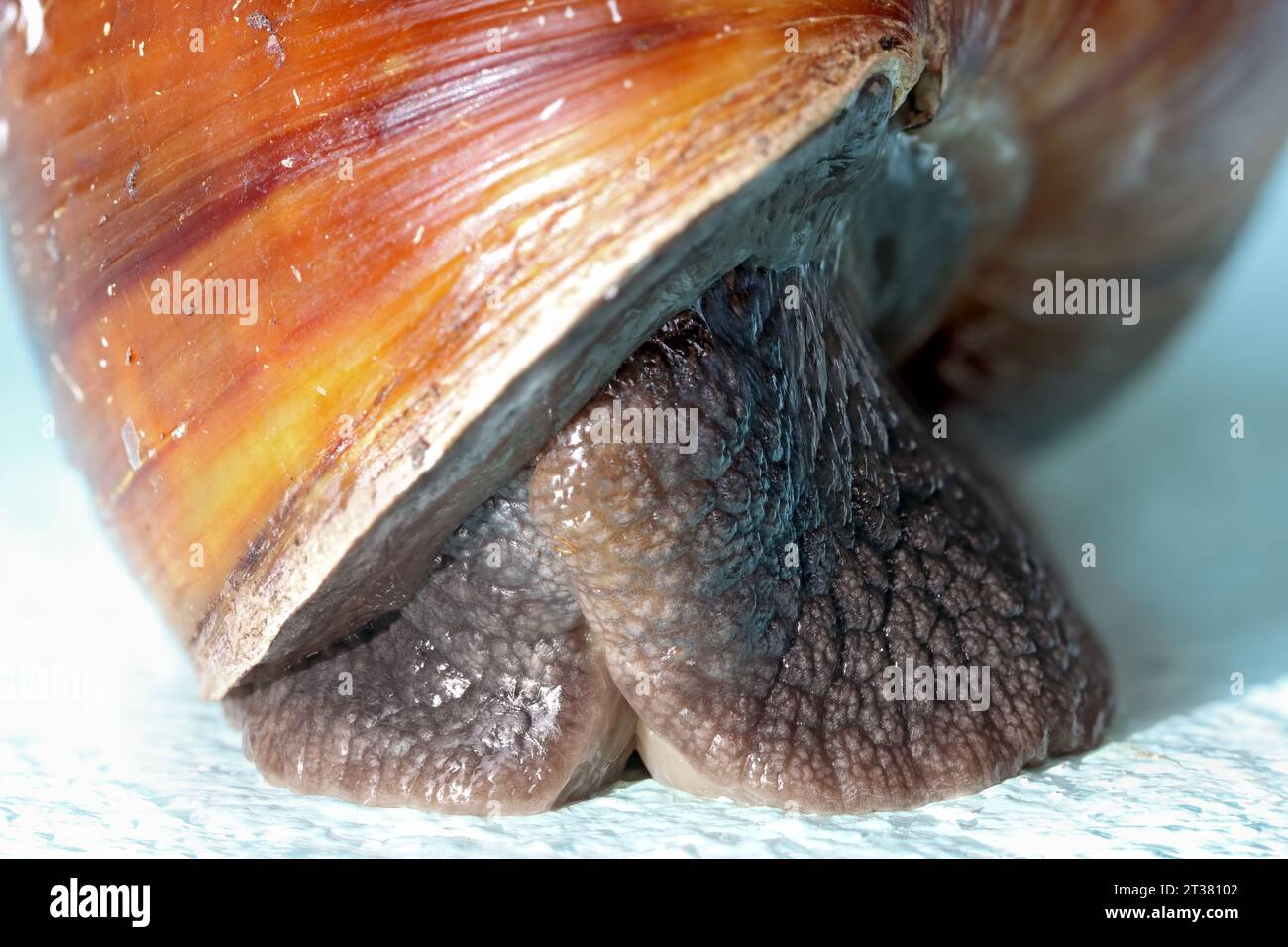 Close up big slug part hi-res stock photography and images - Alamy