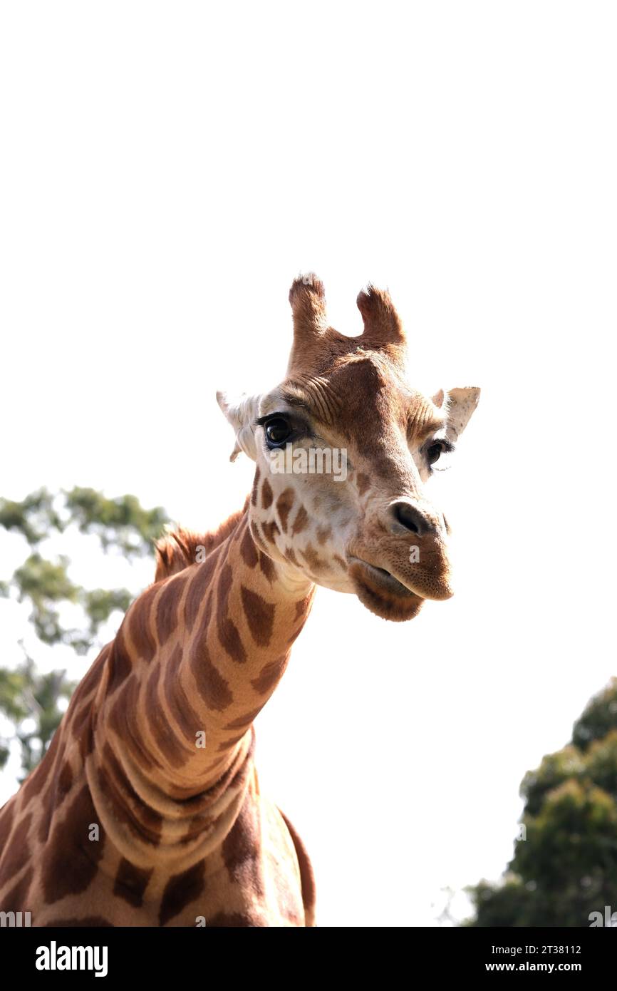 Giraffe at Adelaide Zoo in Australia Stock Photo - Alamy