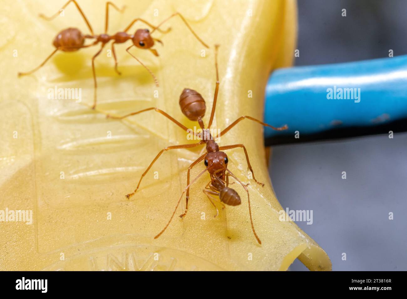 The Red Weaver ant carries a small ant in its mandibles Stock Photo - Alamy