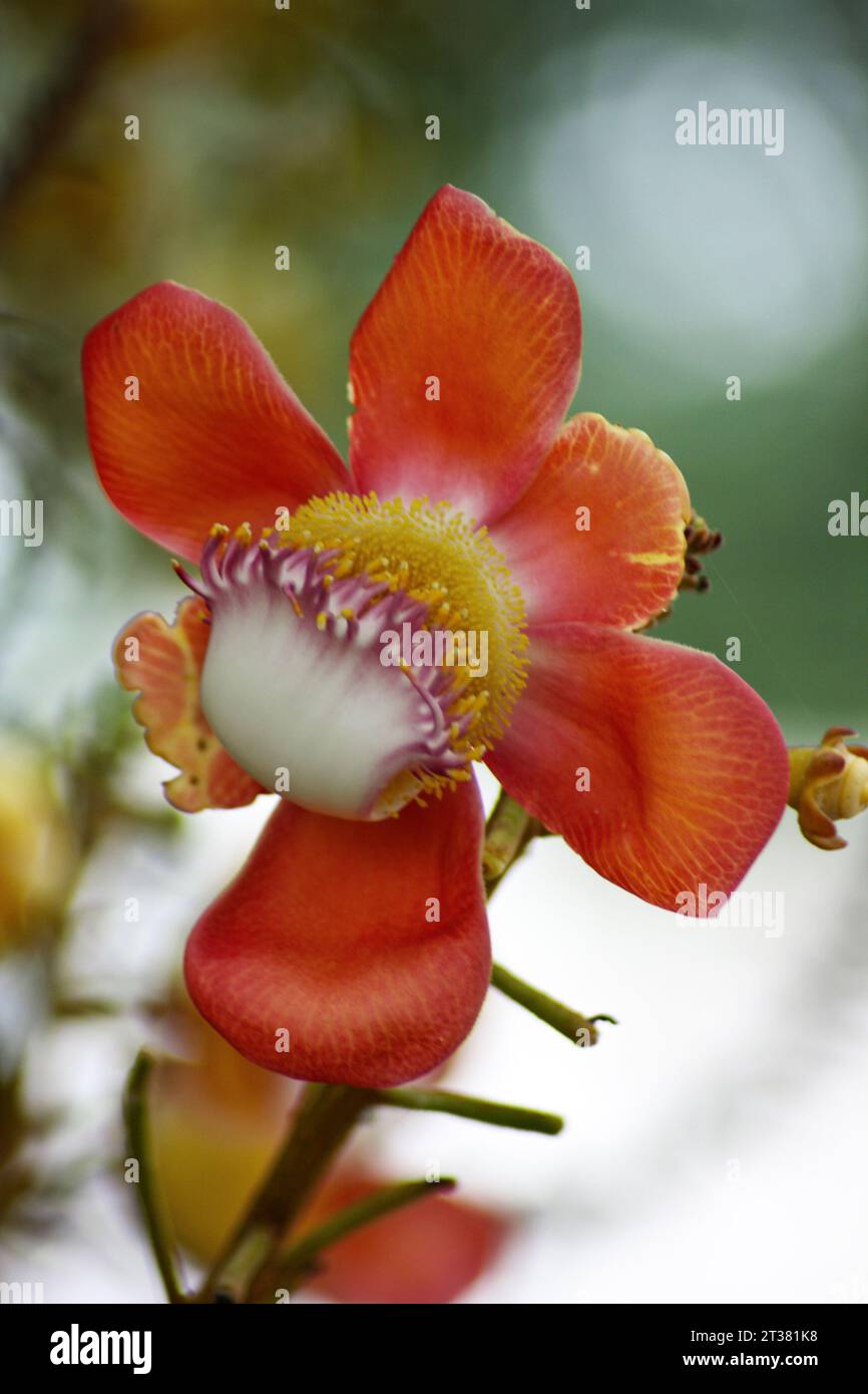Close-up on a Shorea robusta Roxb Flower Stock Photo - Alamy
