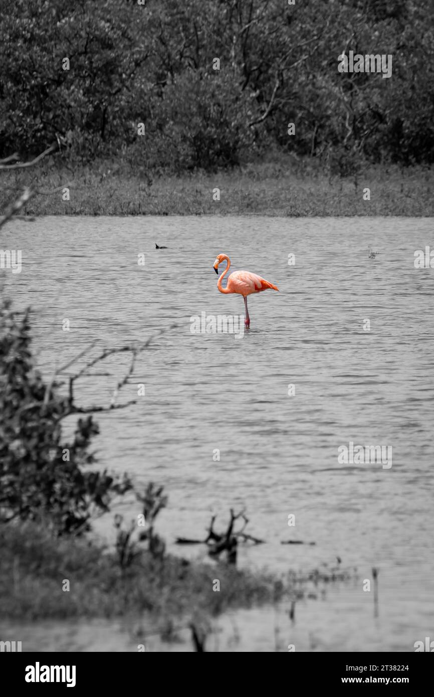 Flamingo in its habitat standing in the water. Photograph taken in the ...