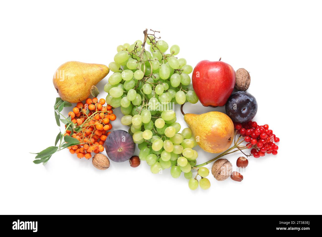 Thanksgiving background rowan berries Cut Out Stock Images & Pictures ...