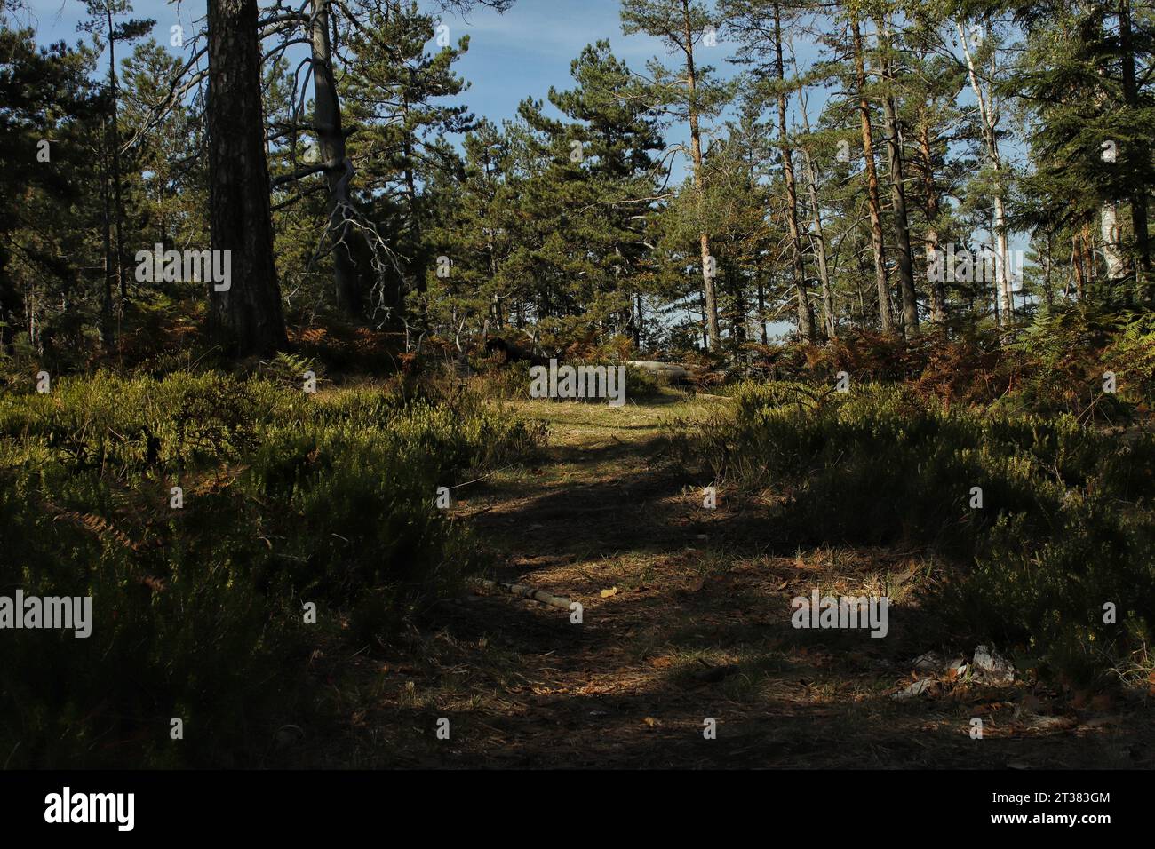 A scenic country road lined with dense foliage, leading to an unknown ...