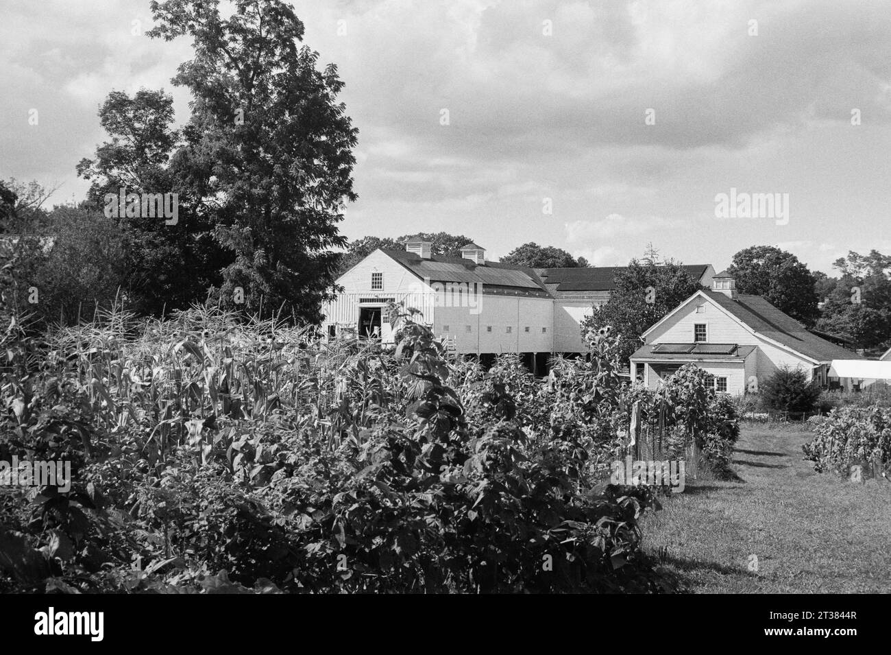 Codman Farm - Lincoln, Massachusetts 2023 - A group of large white ...