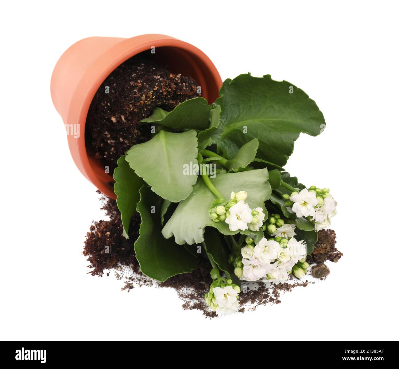 Overturned terracotta flower pot with soil and kalanchoe plant on white ...