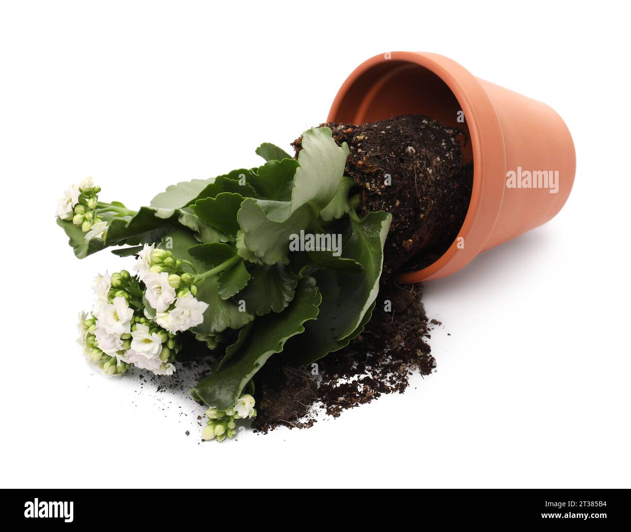 Overturned terracotta flower pot with soil and kalanchoe plant on white ...