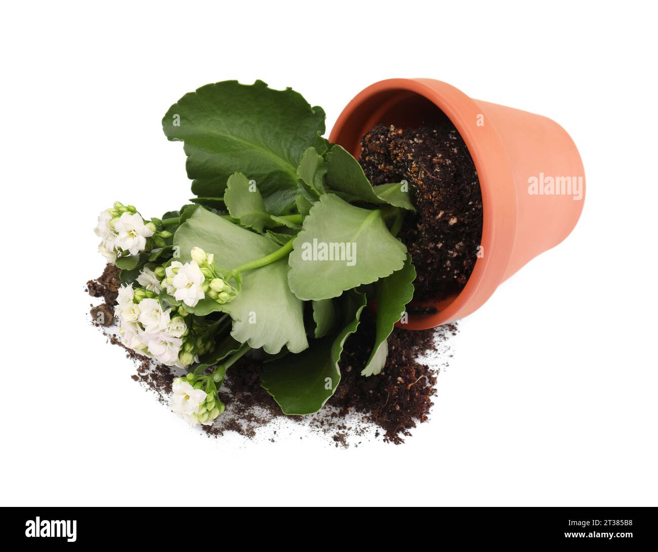 Overturned terracotta flower pot with soil and kalanchoe plant on white ...
