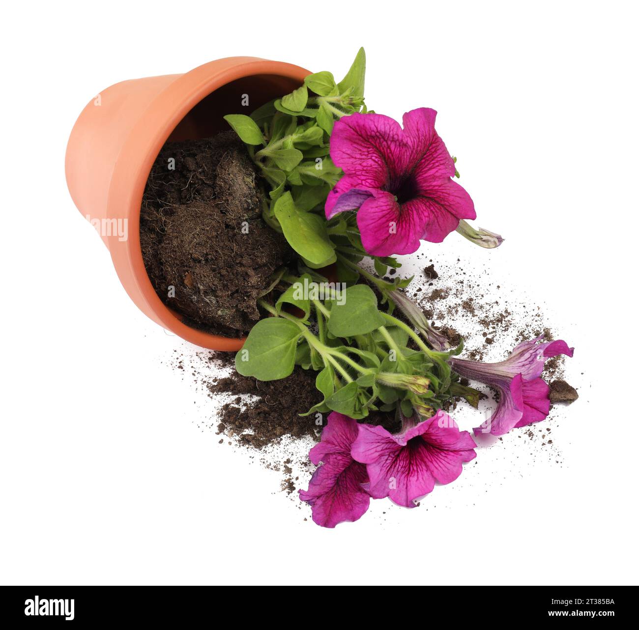 Overturned terracotta flower pot with soil and petunia plant on white ...