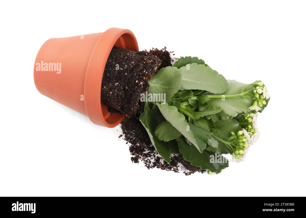 Overturned terracotta flower pot with soil and kalanchoe plant on white ...