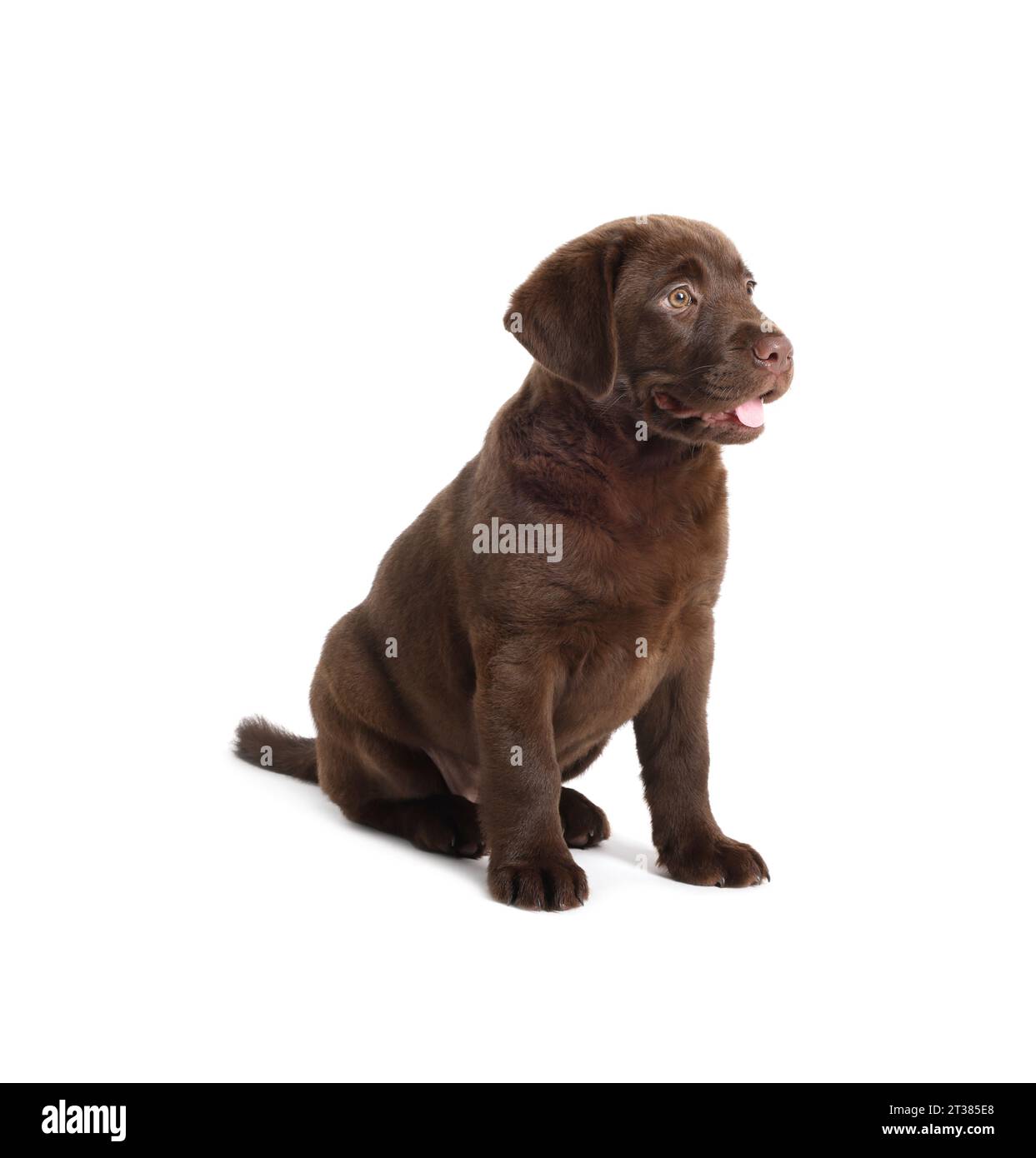 Cute chocolate Labrador Retriever puppy on white background Stock Photo ...