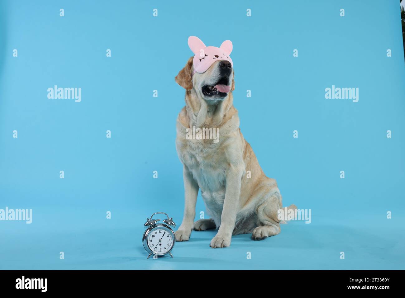 Cute Labrador Retriever with sleep mask and alarm clock on light blue ...