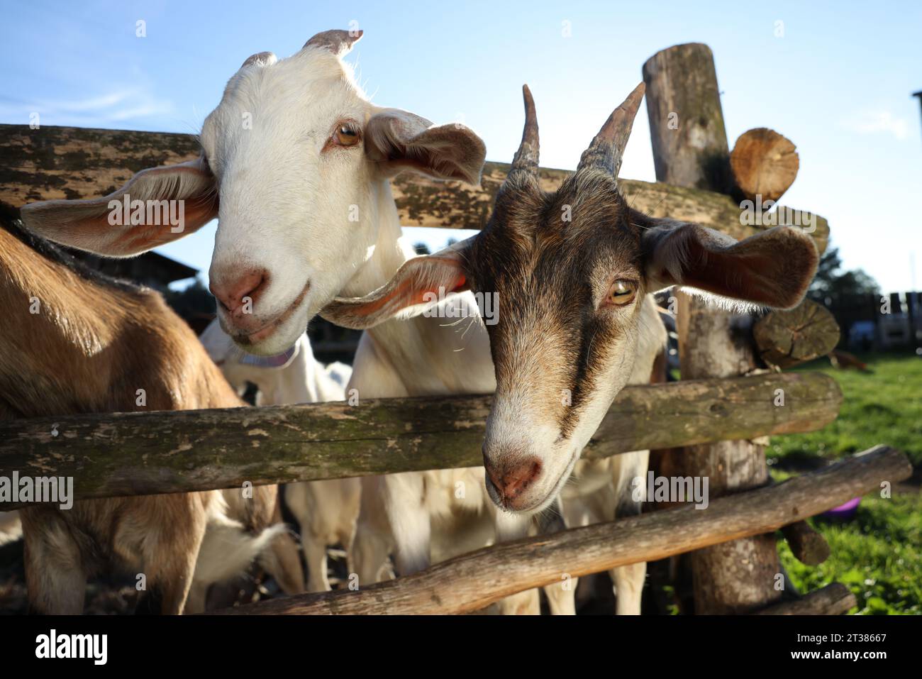 Cute goats inside of paddock at farm Stock Photo - Alamy