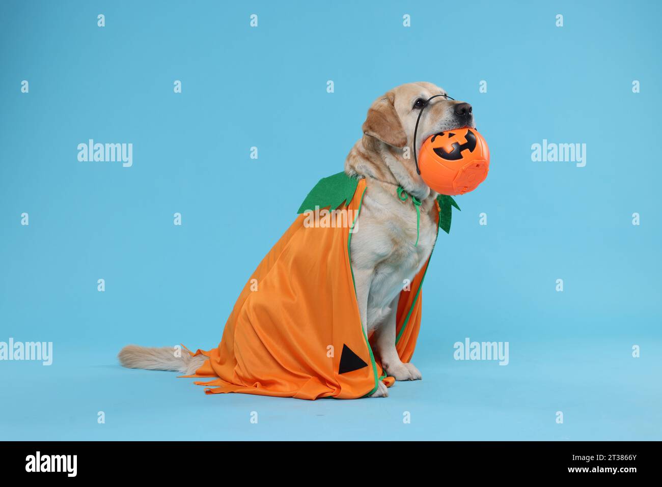 Cute Labrador Retriever dog in Halloween costume with trick or treat ...