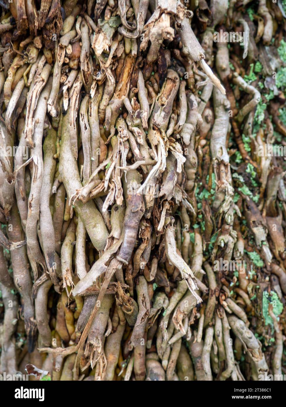 Wood surface background. Palm bark. Roots on the trunk. Uneven natural ...